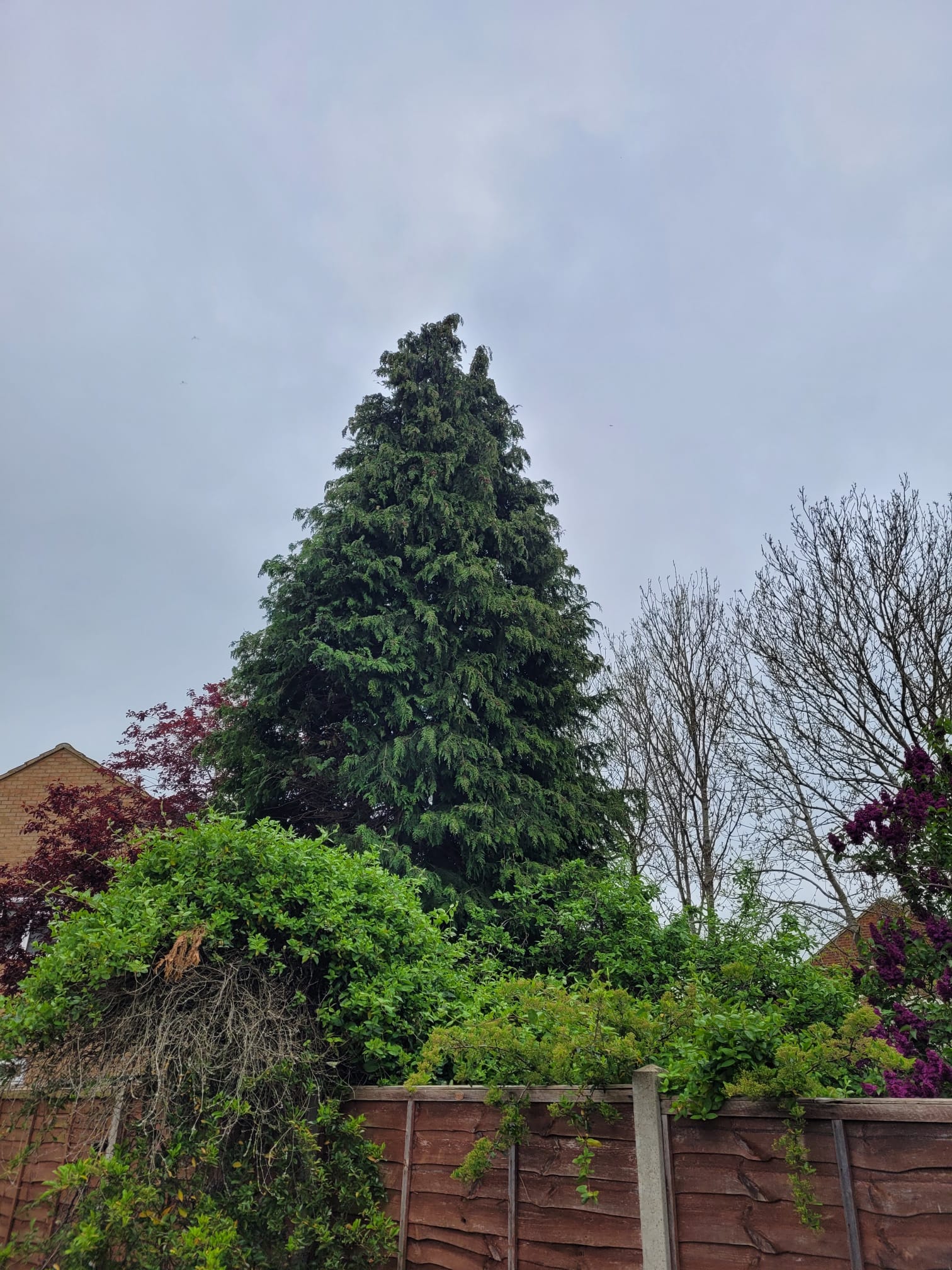 Tree Services for Commercial & Domestic Customers - Canopy Tree Specialists